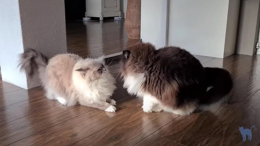 9 Causes of Cat Aggression Toward Other Cats